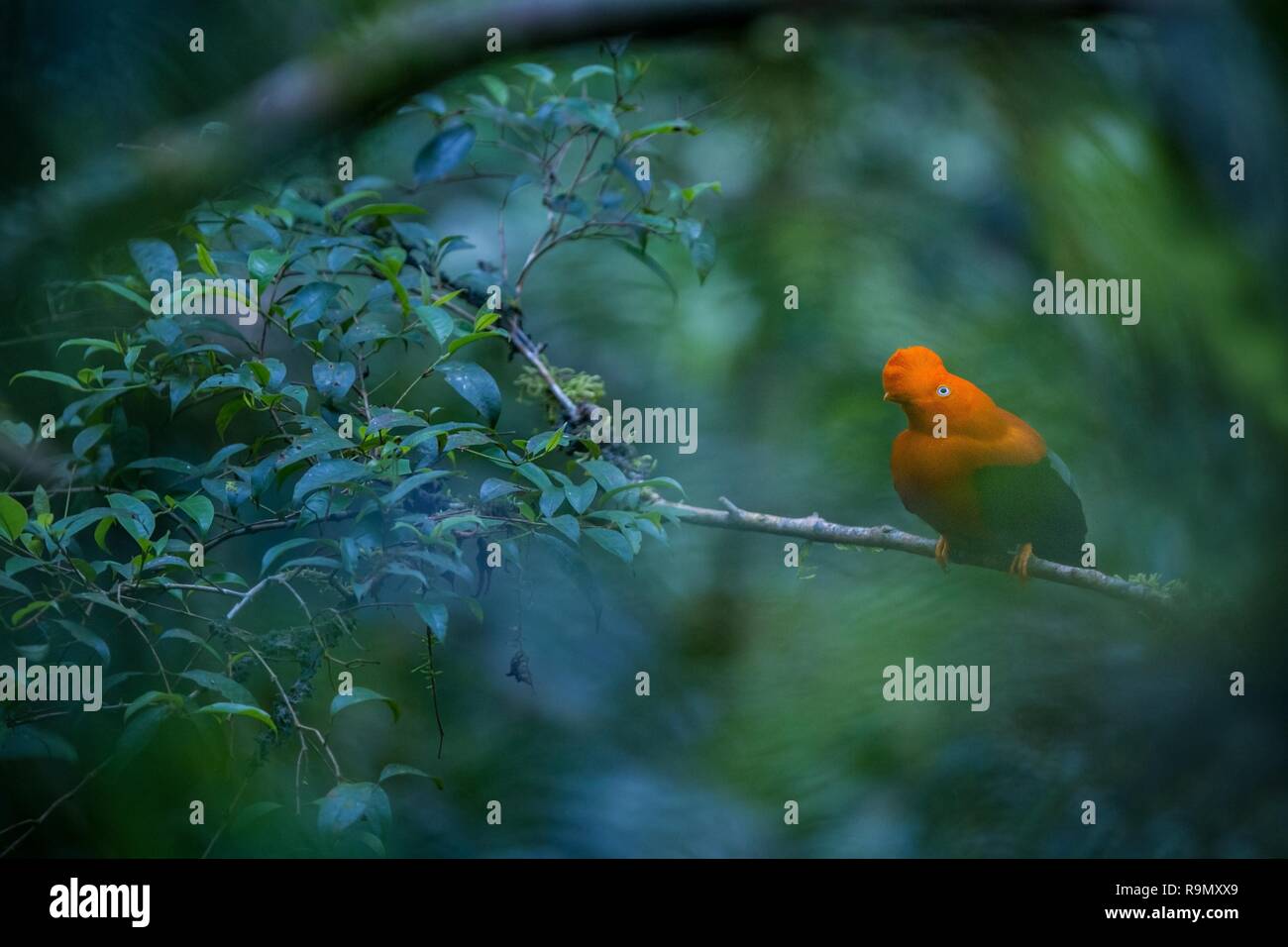Male of Andean Cock-of-the-rock (Rupicola peruvianus) lekking and ...