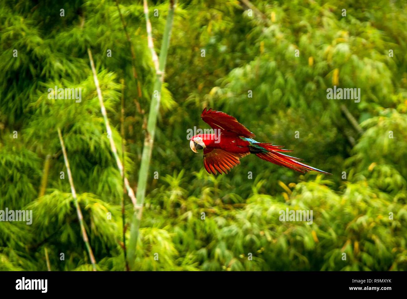 Red parrot in flight. Macaw flying, green vegetation in background. Red ...