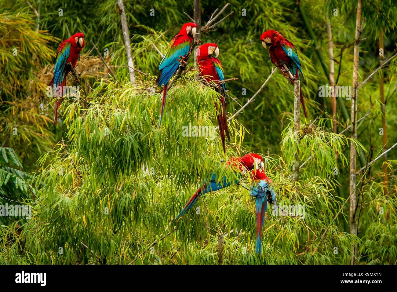Flock of red parrots sitting on branches. Macaw flying, green ...