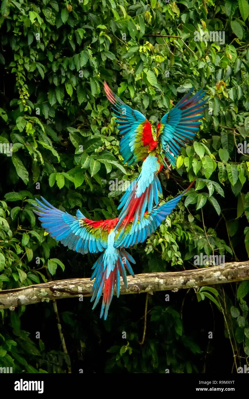 Macaw landing on tree hi-res stock photography and images - Alamy