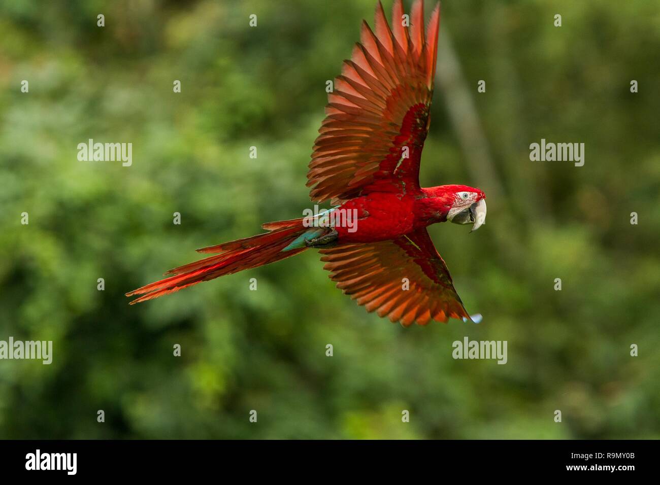 Red parrot in flight. Macaw flying, green vegetation in background. Red ...