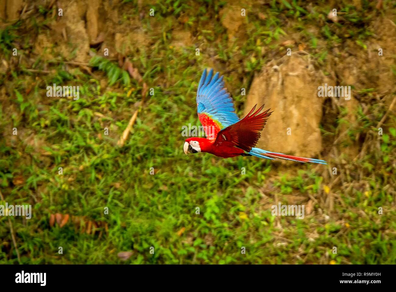 Red parrot in flight. Macaw flying, green vegetation in background. Red ...
