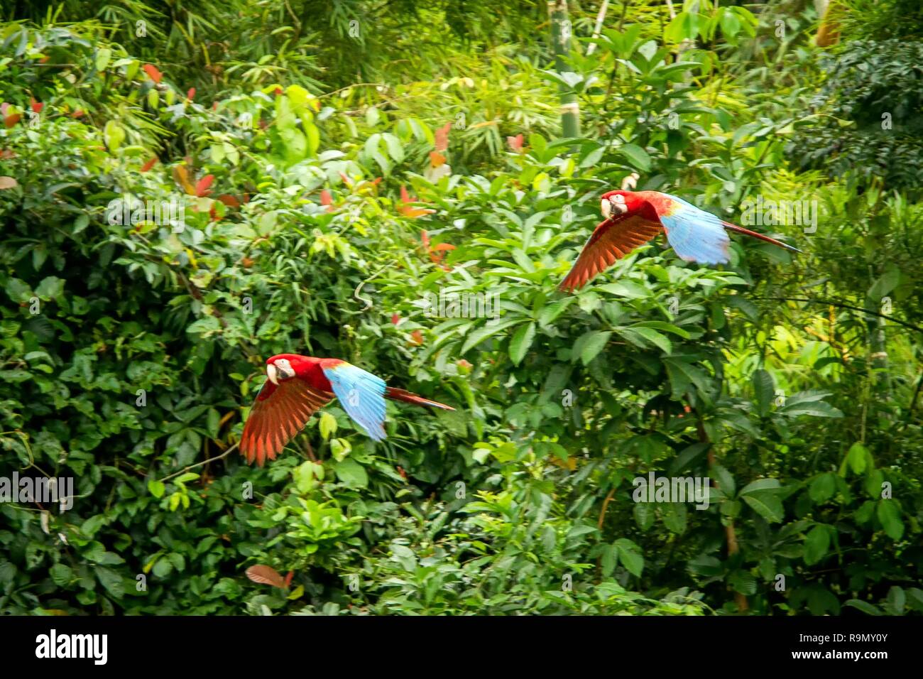 Two red parrots in flight. Macaw flying, green vegetation in background ...