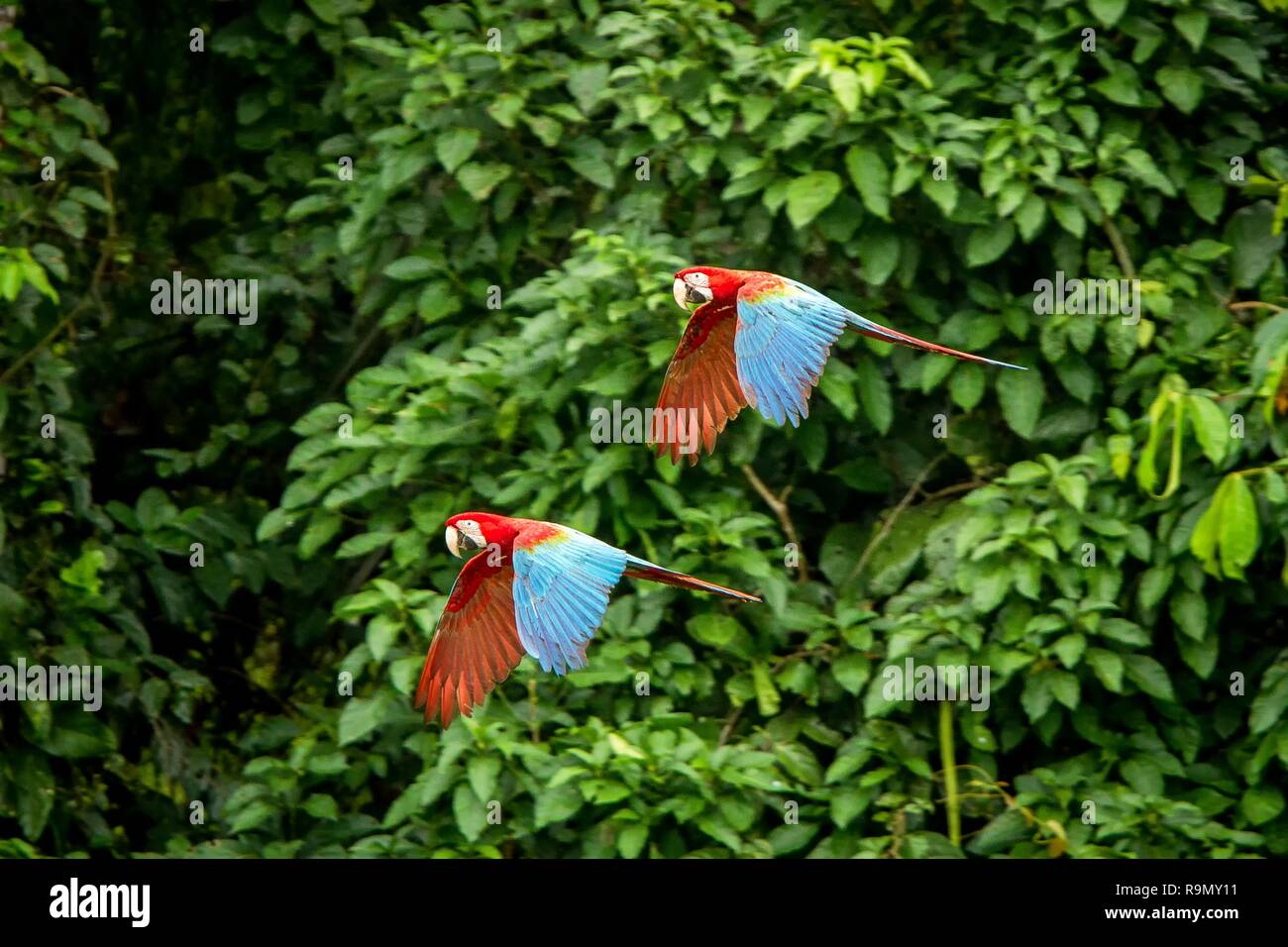 Two red parrots in flight. Macaw flying, green vegetation in background ...