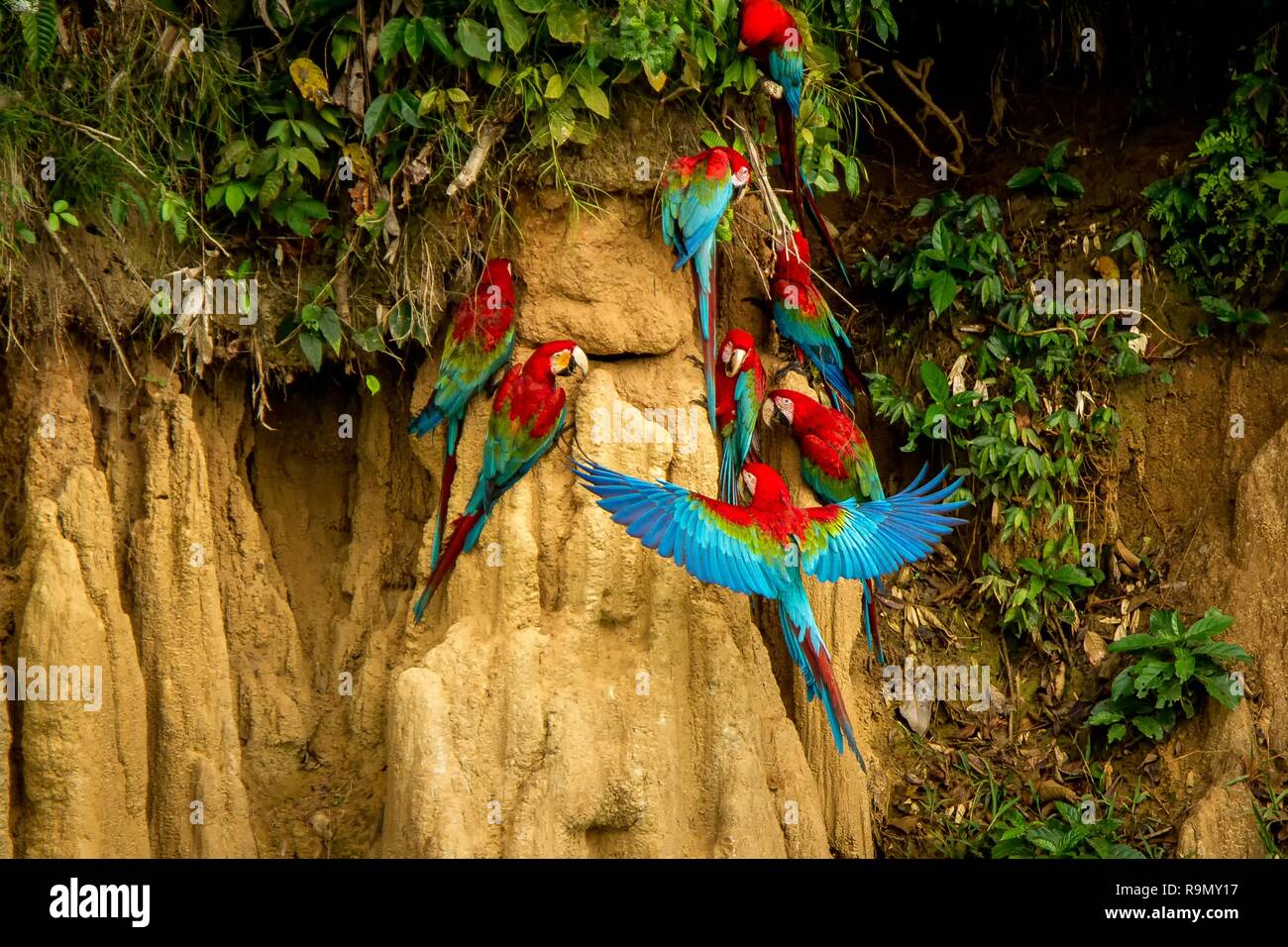 Red parrots on clay lick eating minerals, Red and green Macaw in ...