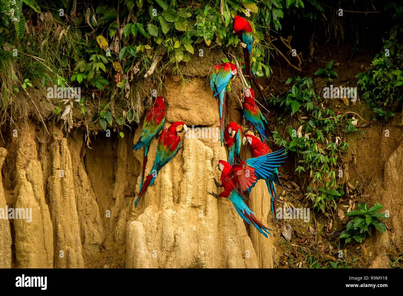 Red parrots on clay lick eating minerals, Red and green Macaw in ...