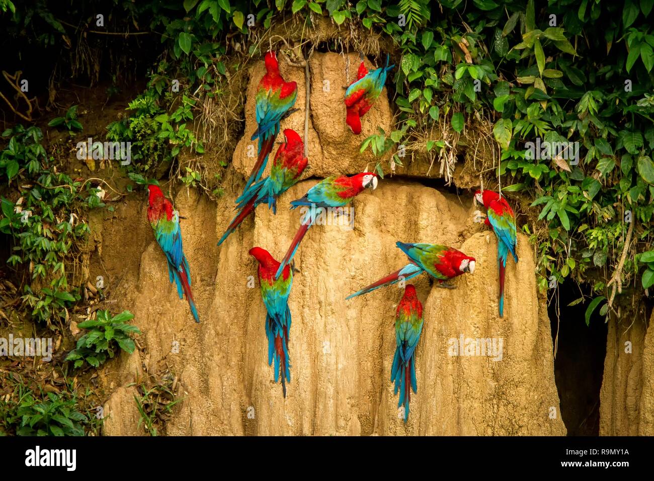 Red parrots on clay lick eating minerals, Red and green Macaw in ...