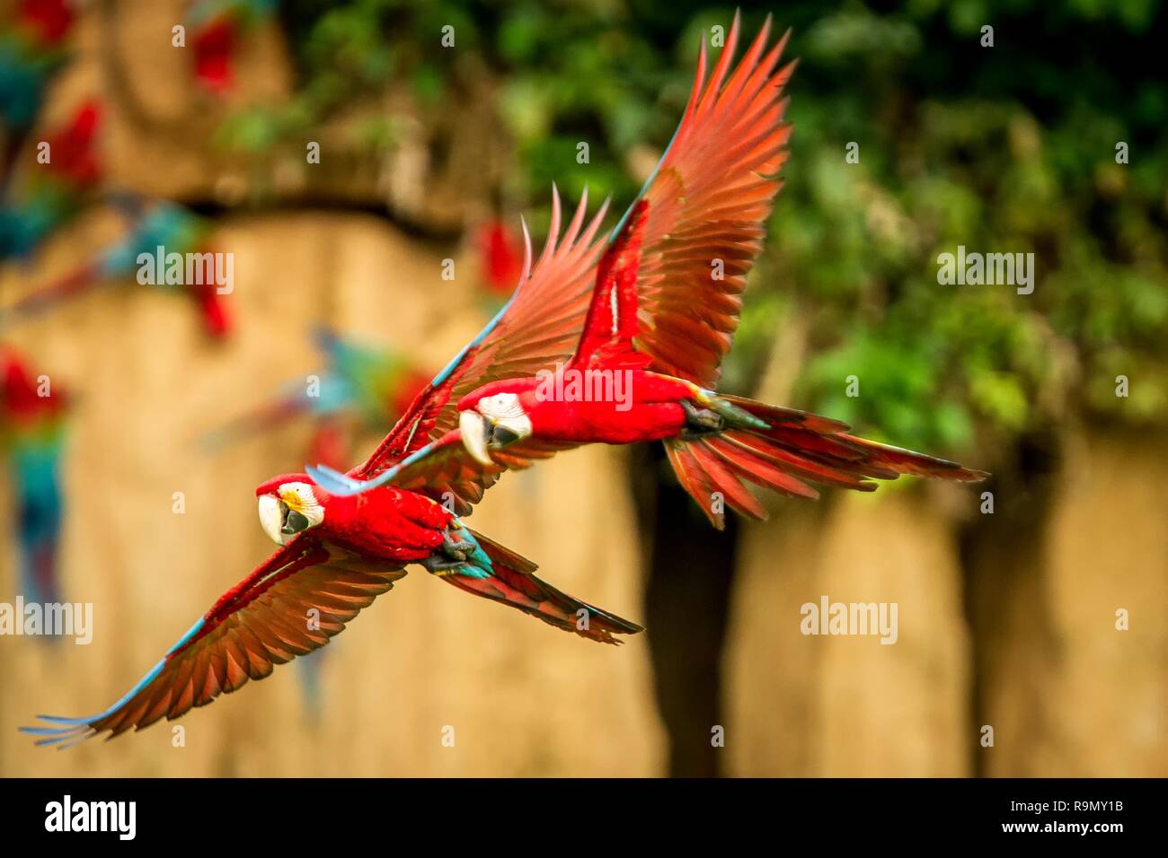Two red parrots in flight. Macaw flying, green vegetation in background ...