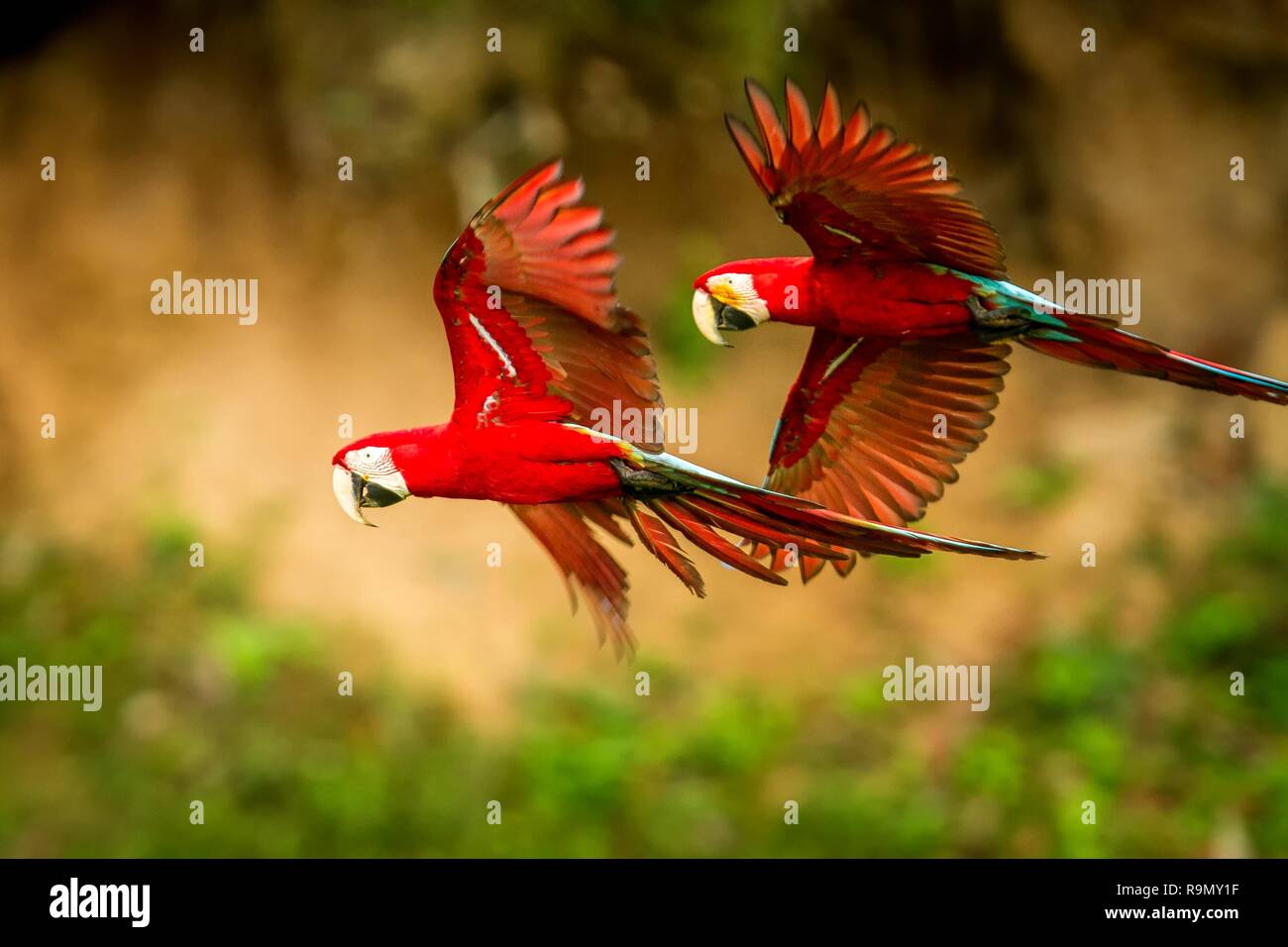 Green Macaw Flying