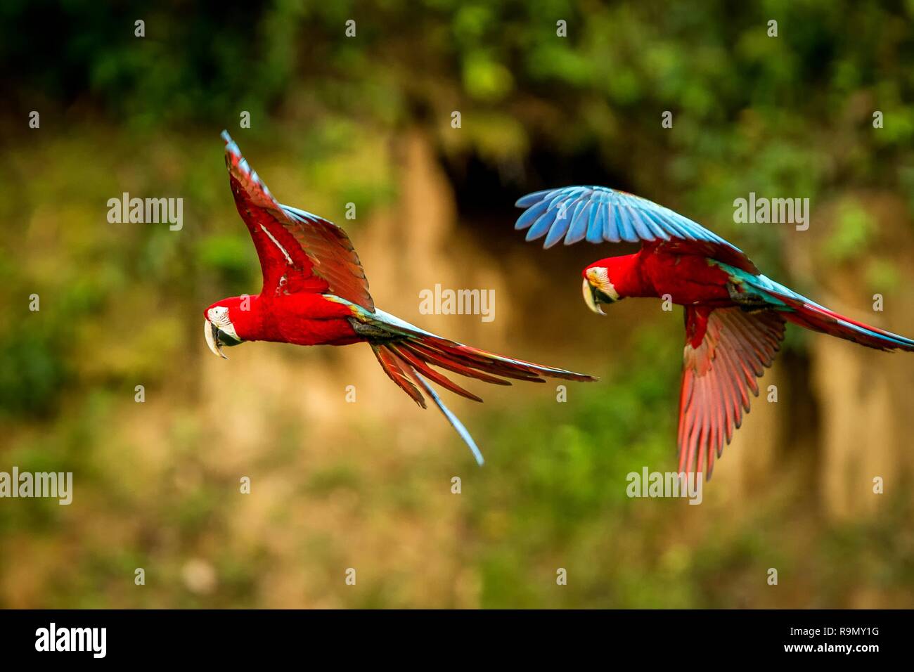 Tropical Rainforest Parrot Flying
