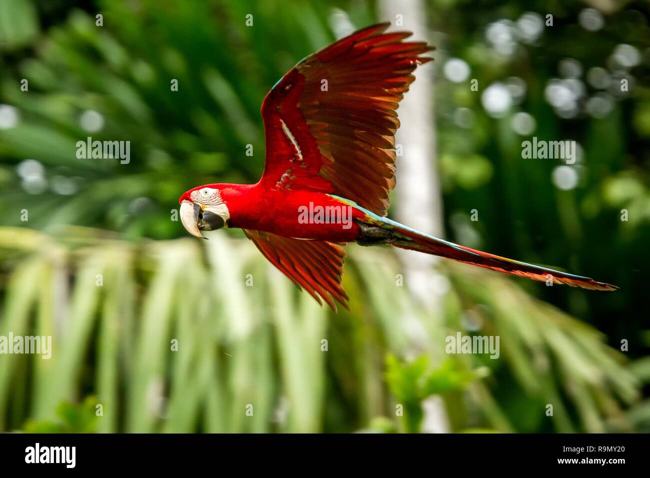 Red parrot in flight. Macaw flying, green vegetation in background. Red ...