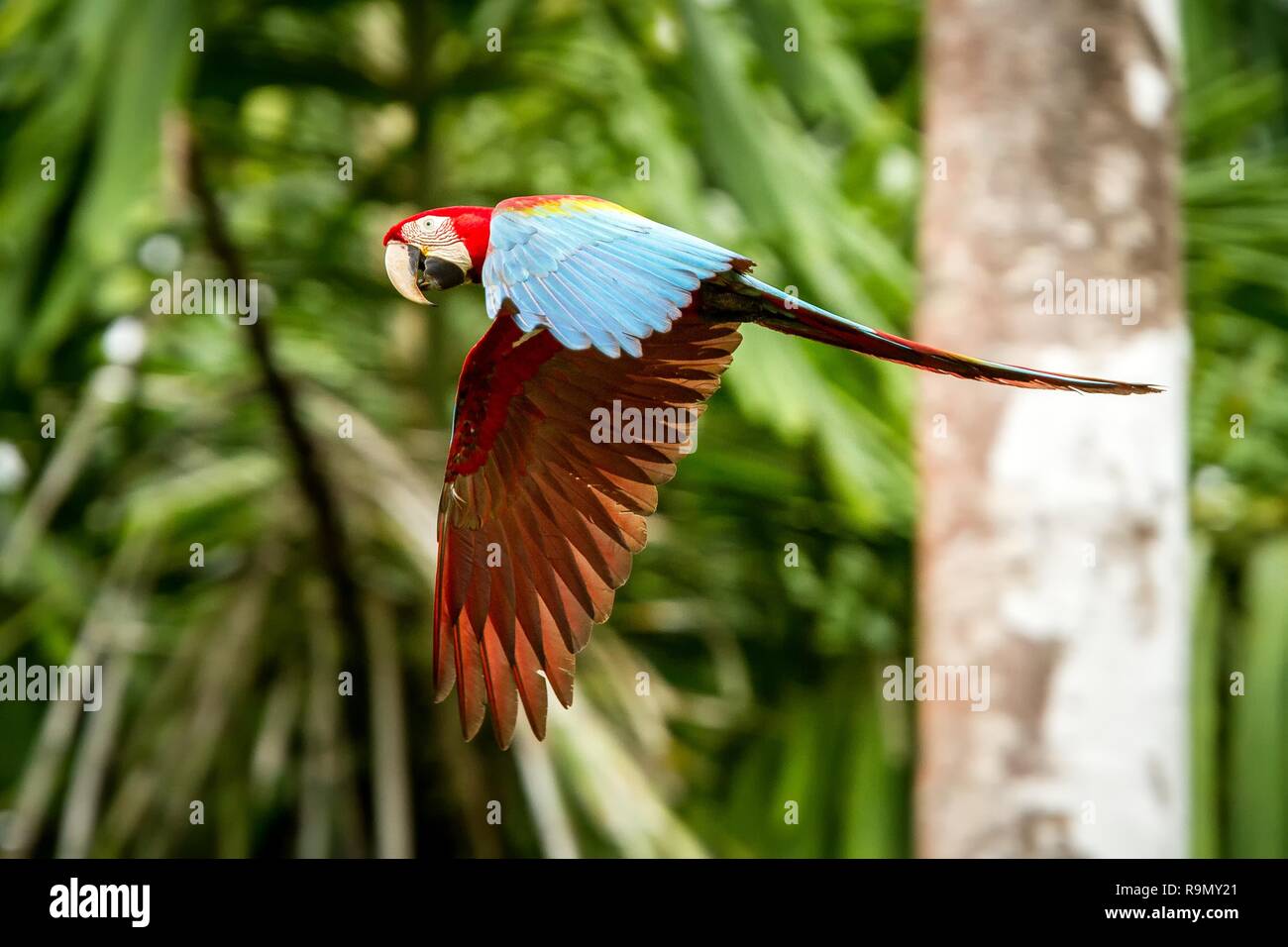 Red parrot in flight. Macaw flying, green vegetation in background. Red ...