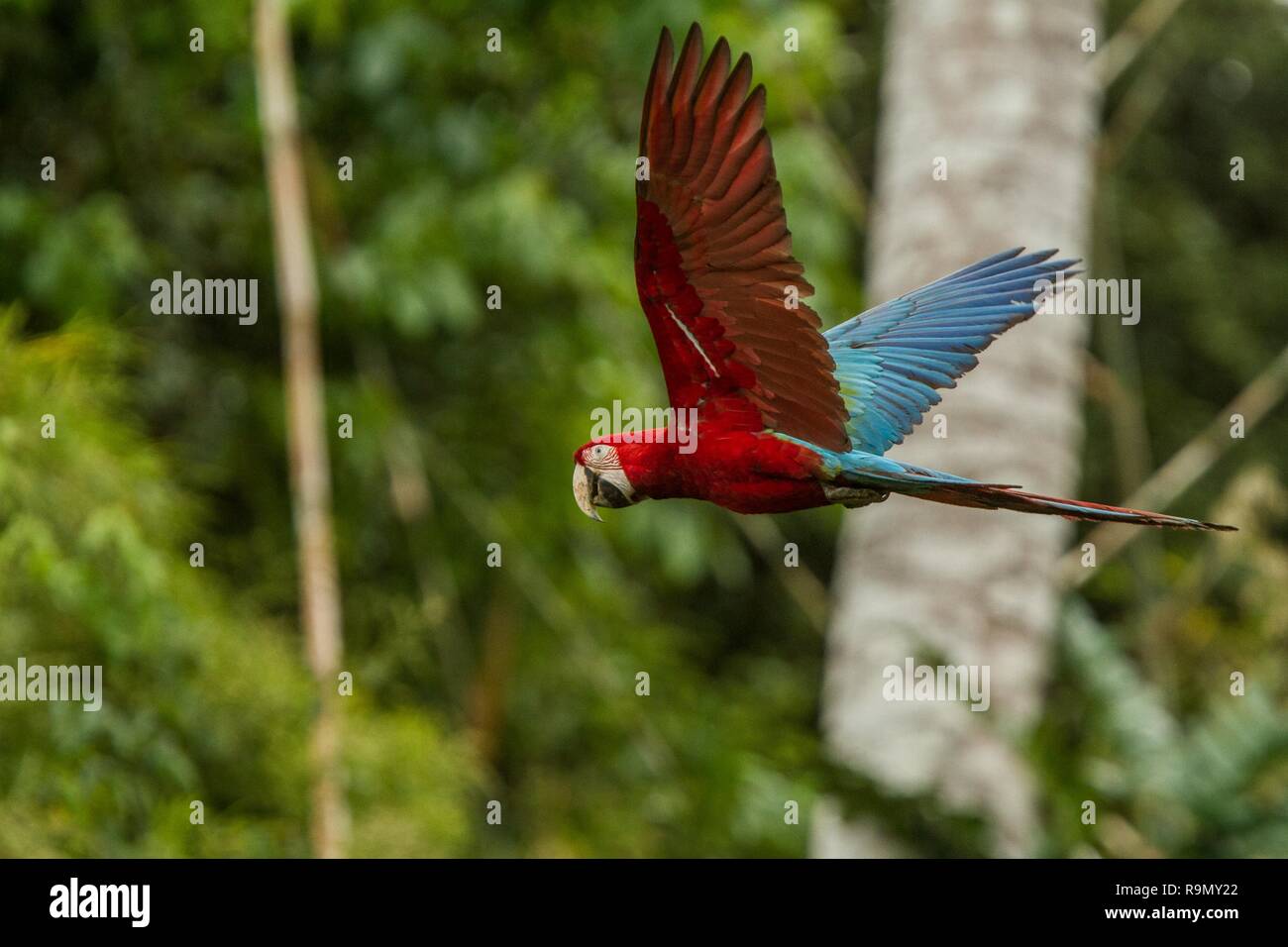 Red parrot in flight. Macaw flying, green vegetation in background. Red ...