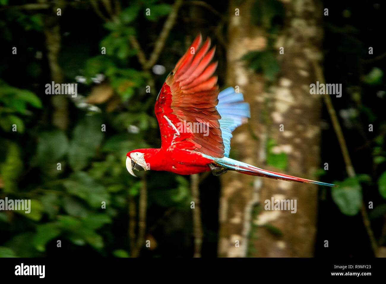 Red parrot in flight. Macaw flying, green vegetation in background. Red ...