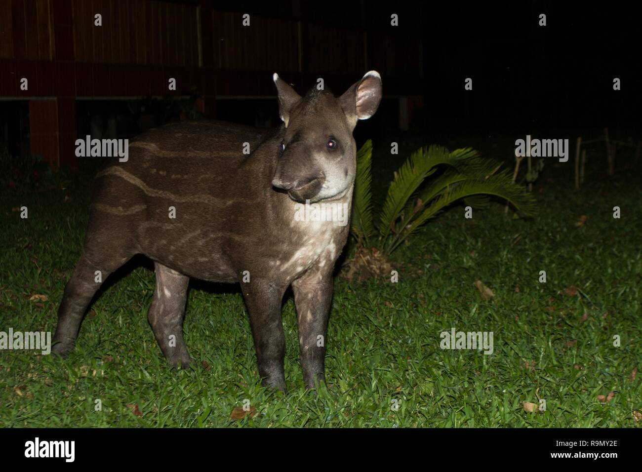 South American tapir (Tapirus terrestris) in natural habitat during ...
