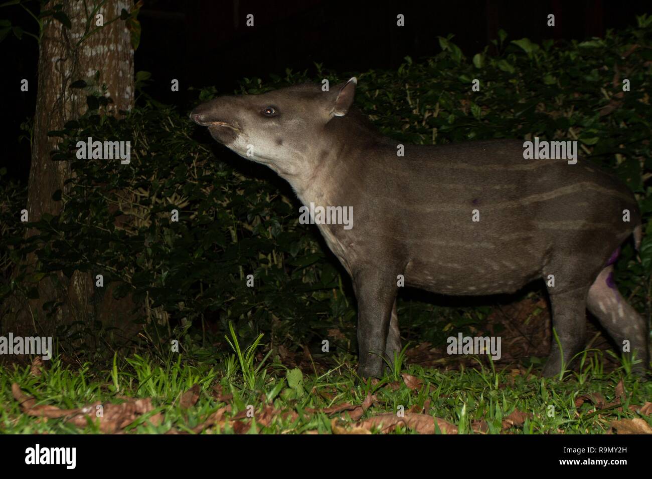 South American tapir (Tapirus terrestris) in natural habitat during ...