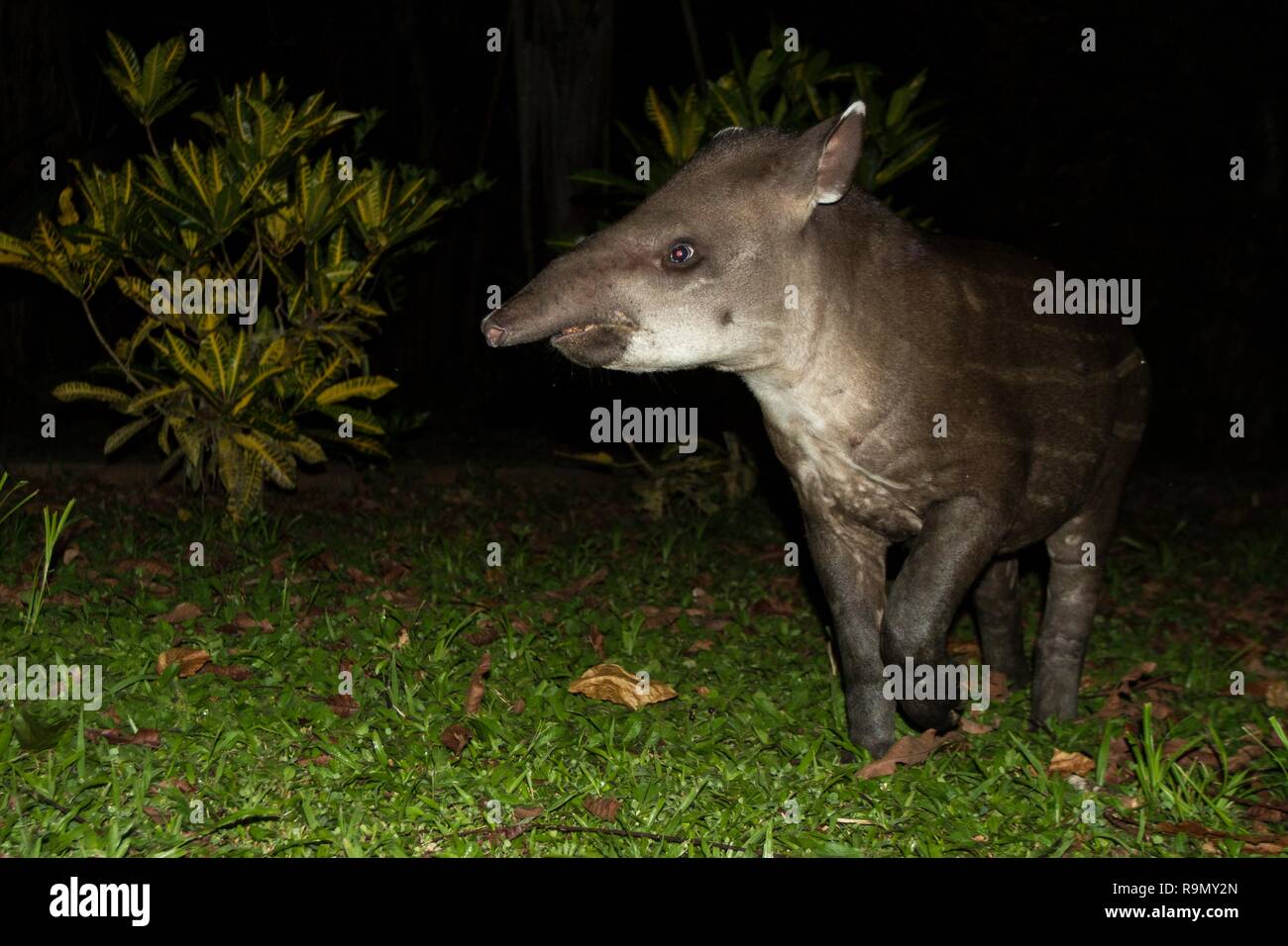 South American tapir (Tapirus terrestris) in natural habitat during ...