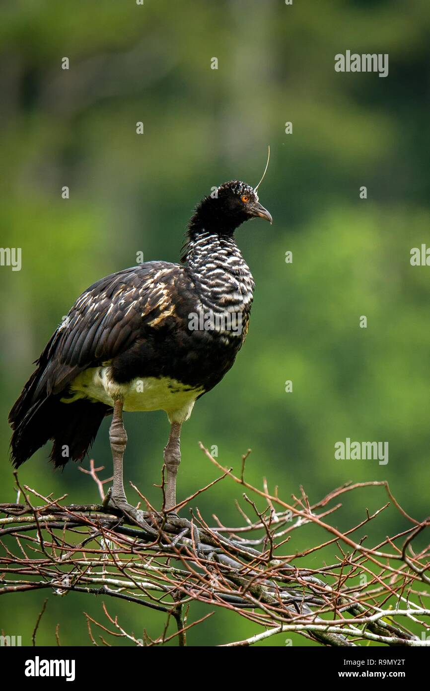Horned screamer (anhima cornuta) hi-res stock photography and images ...