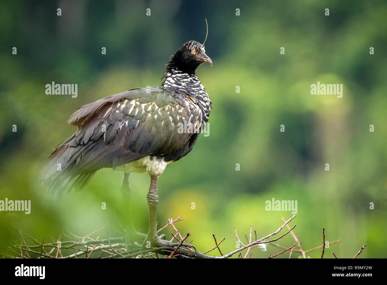 Horned Screamer - Anhima cornuta in Manu National park, Peru, bird from ...