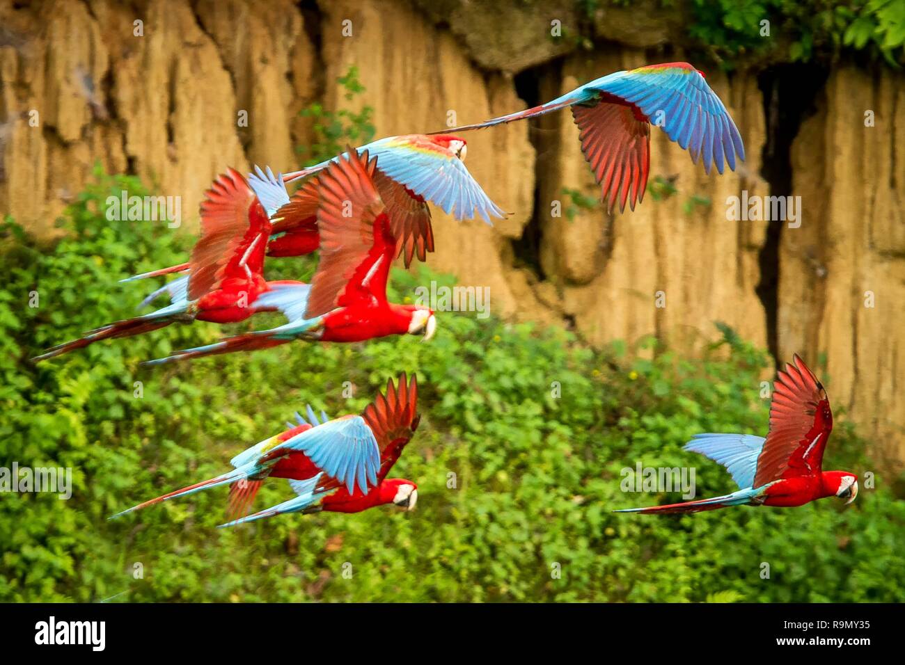 Flock of red parrot in flight. Macaw flying, green vegetation in ...
