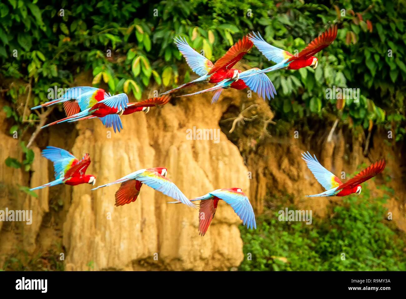 Tropical Rainforest Parrot Flying