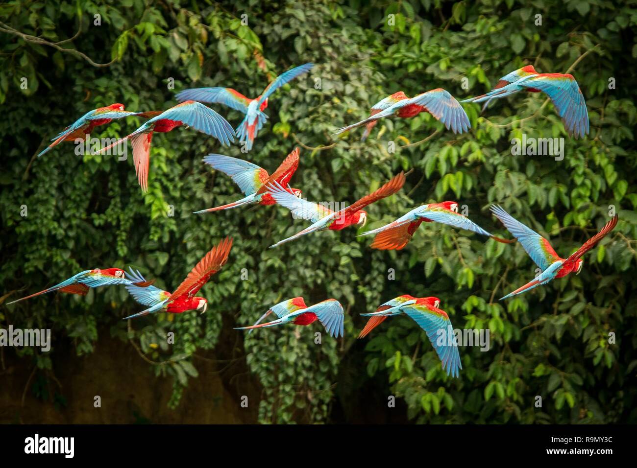 Flock of red parrot in flight. Macaw flying, green vegetation in ...