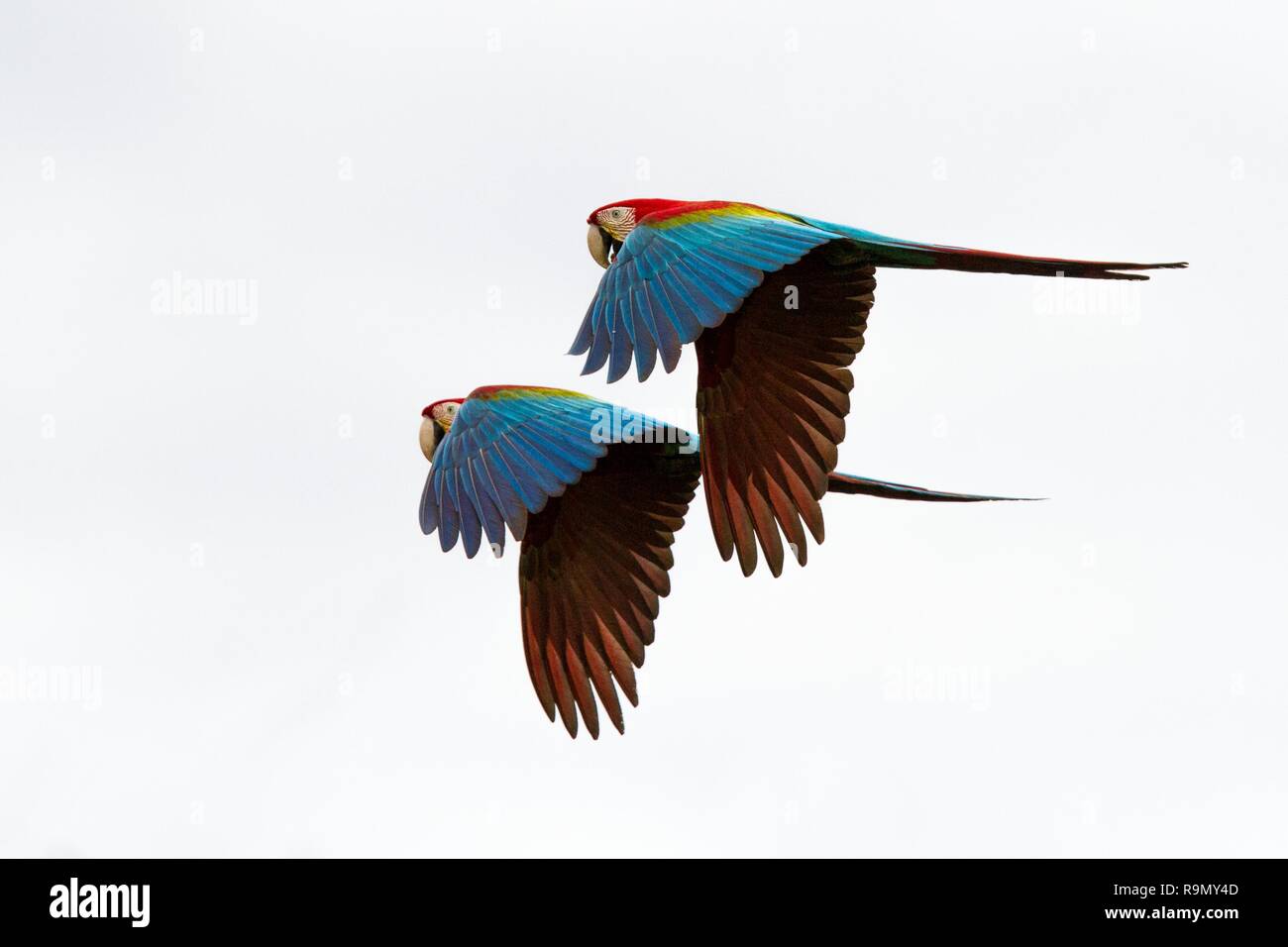 Two red parrots in flight. Macaw flying, white background, isolated ...