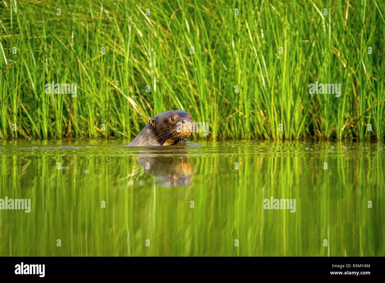 Giant otter (Pteronura brasiliensis) swims in lake in the peruvian ...