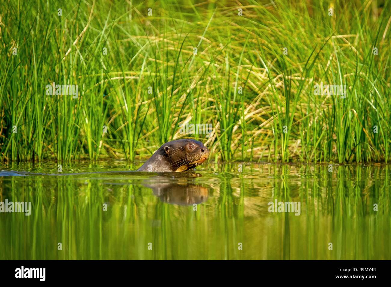 Giant otter (Pteronura brasiliensis) swims in lake in the peruvian ...