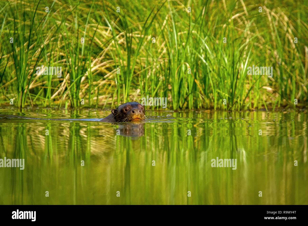 Giant otter (Pteronura brasiliensis) swims in lake in the peruvian ...