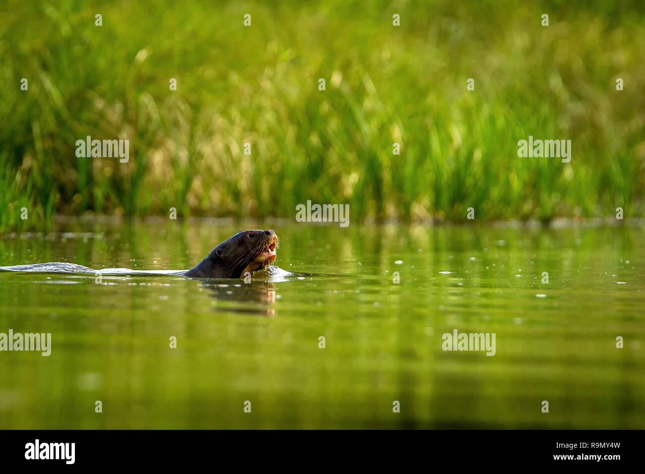 Giant otter (Pteronura brasiliensis) swims in lake in the peruvian ...