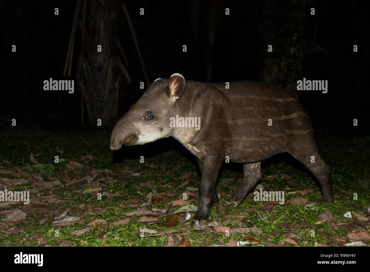 South American tapir (Tapirus terrestris) in natural habitat during ...