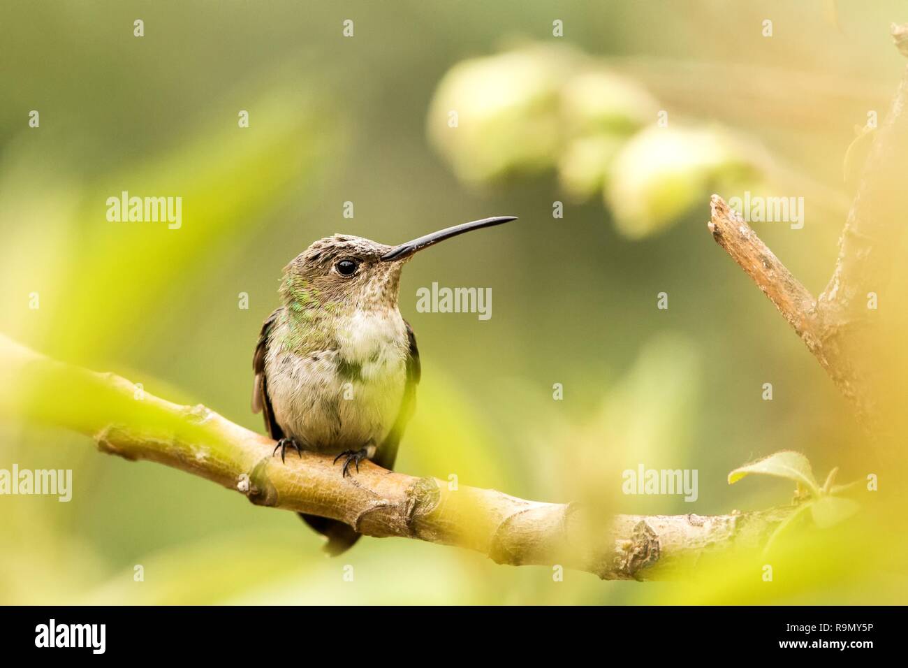 Beautiful White Hummingbirds