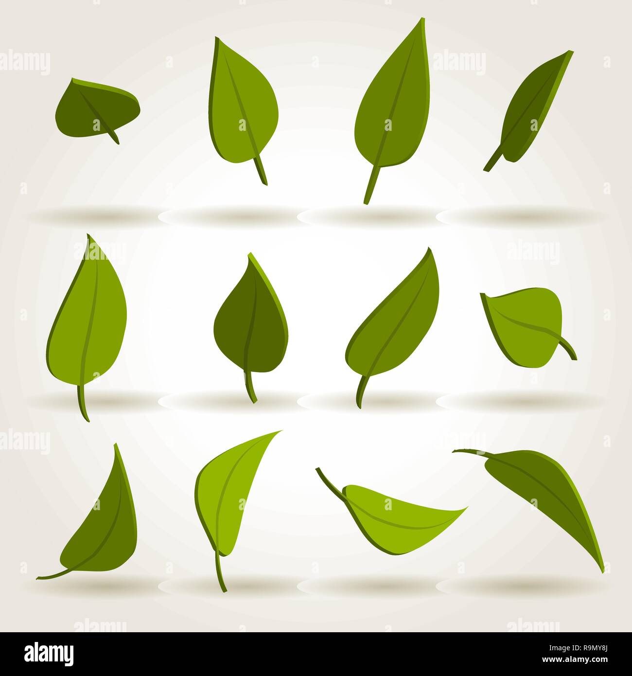 Set of green separated leaves, vector illustration Stock Vector Image ...