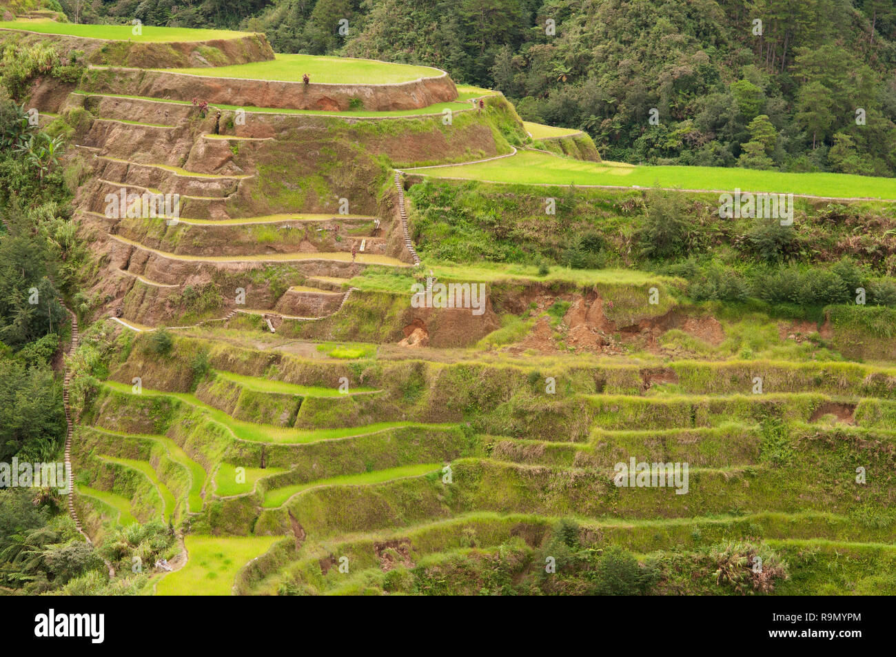 Banaue Rice Terraces, Ifugao Province, Cordillera Region, Luzon ...