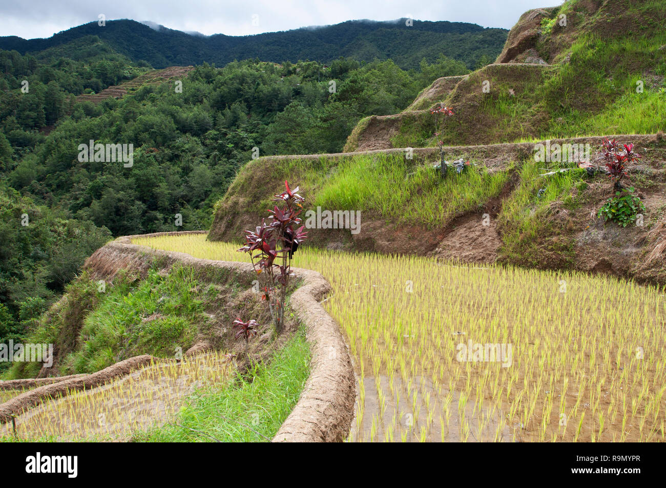 Banaue Rice Terraces, Ifugao Province, Cordillera Region, Luzon ...