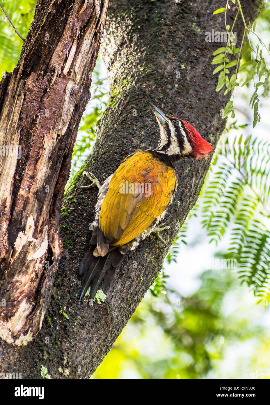 The greater flameback hi-res stock photography and images - Alamy