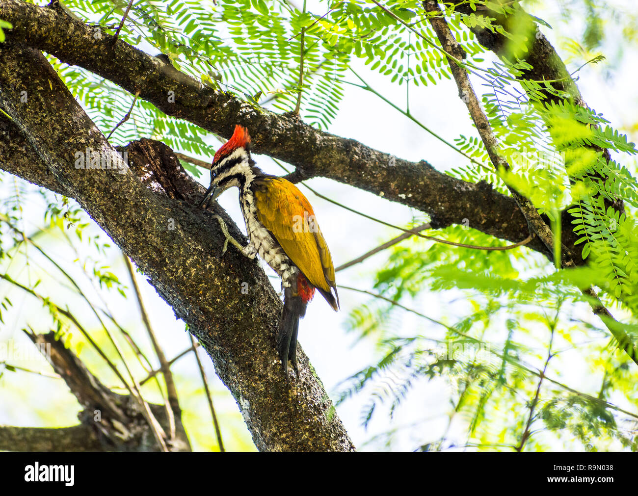The greater flameback hi-res stock photography and images - Alamy