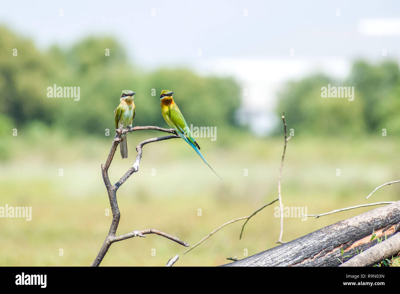 reflection mosque at lake side during blue hour Stock Photo - Alamy