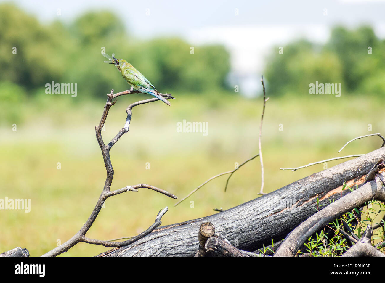 Bird eating stick insect hi-res stock photography and images - Alamy