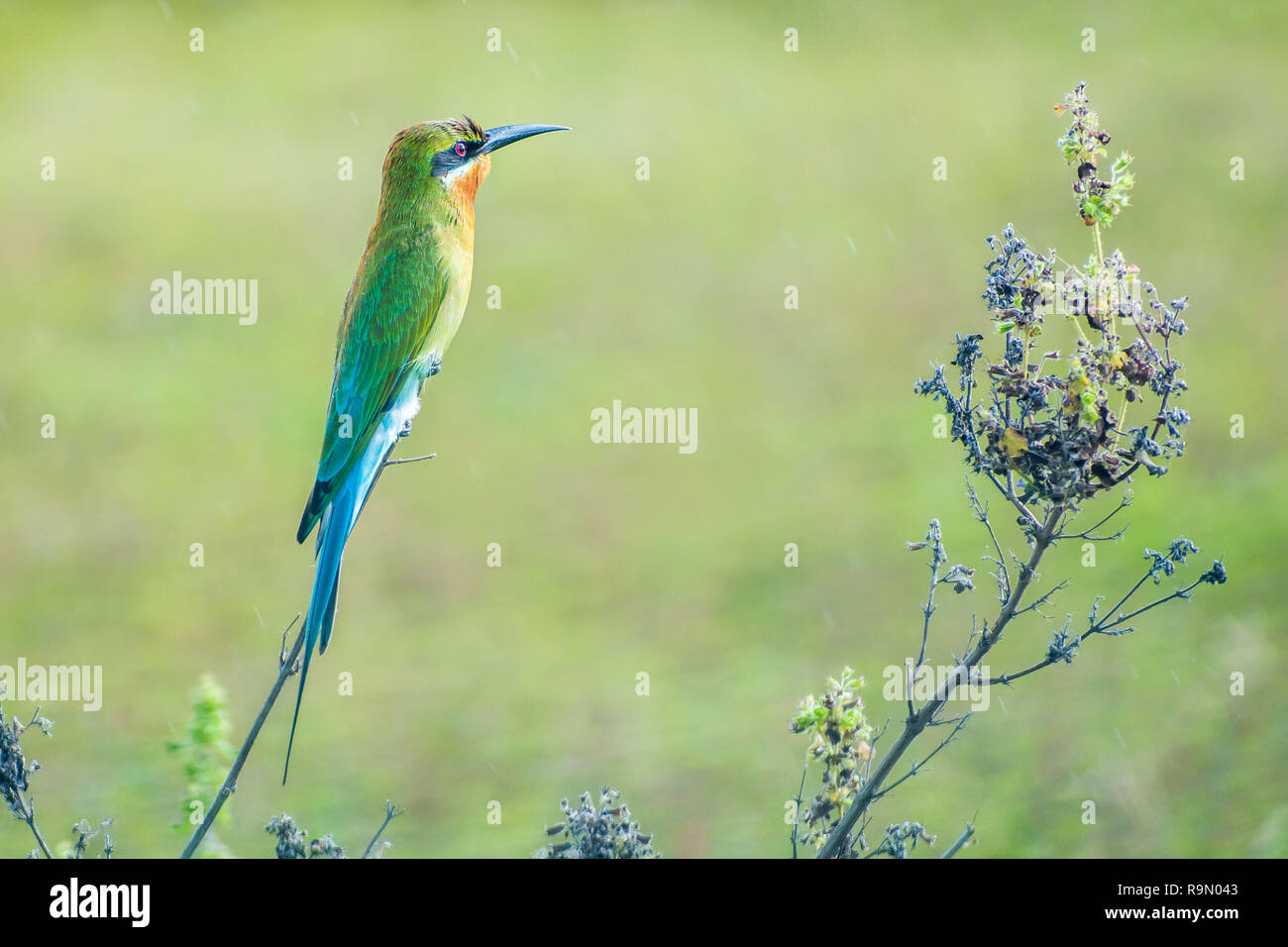 Blue tailed bee-eater (Merops philippinus) perched in the rain Stock ...