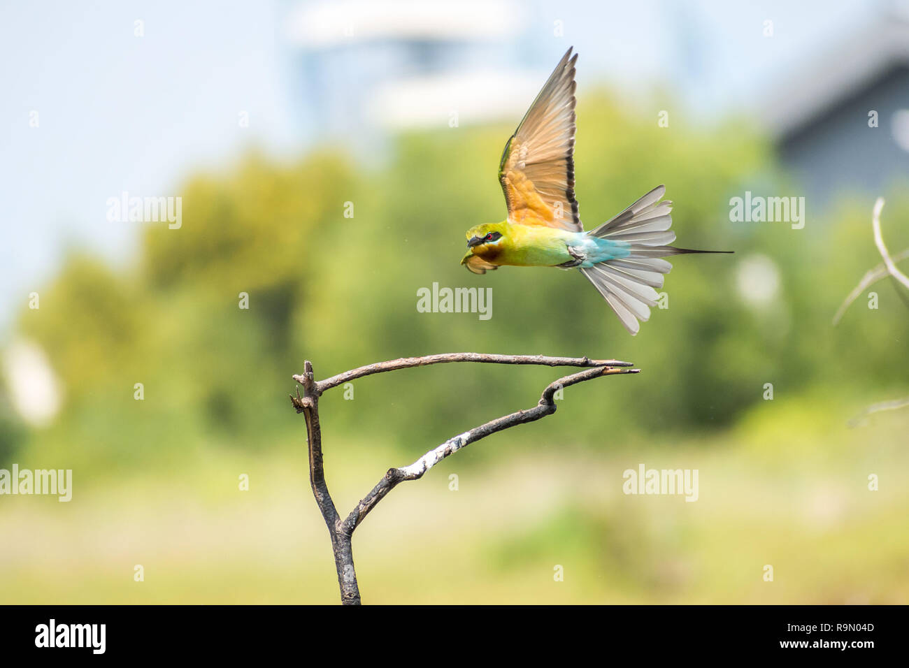Flying blue tailed bee eater hi-res stock photography and images - Alamy