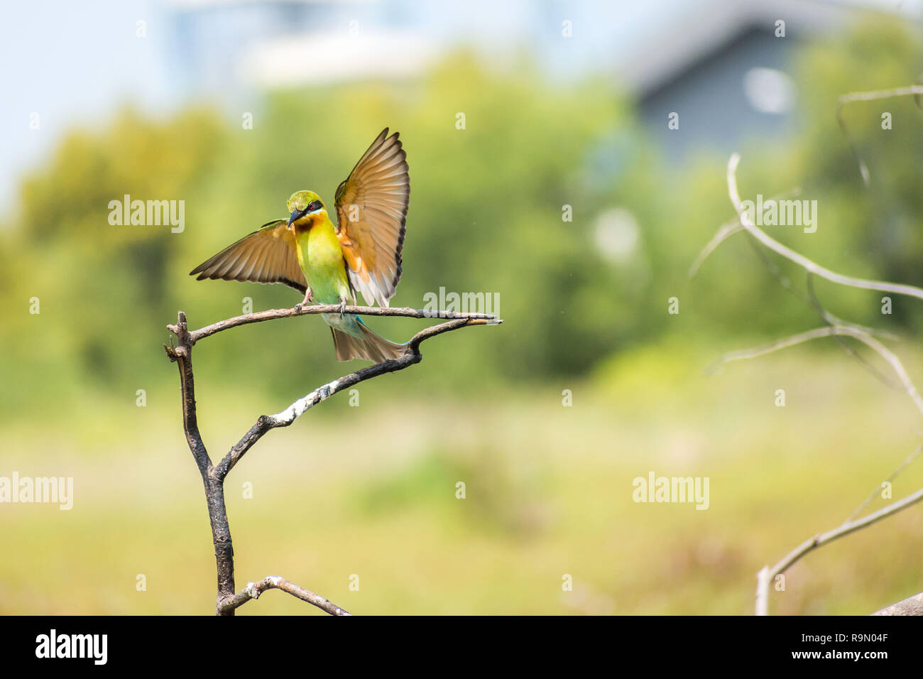 Flying blue tailed bee eater hi-res stock photography and images - Alamy