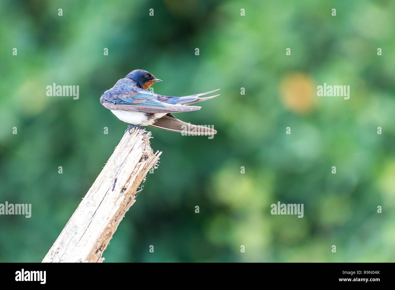 Swallow prey alive hi-res stock photography and images - Alamy