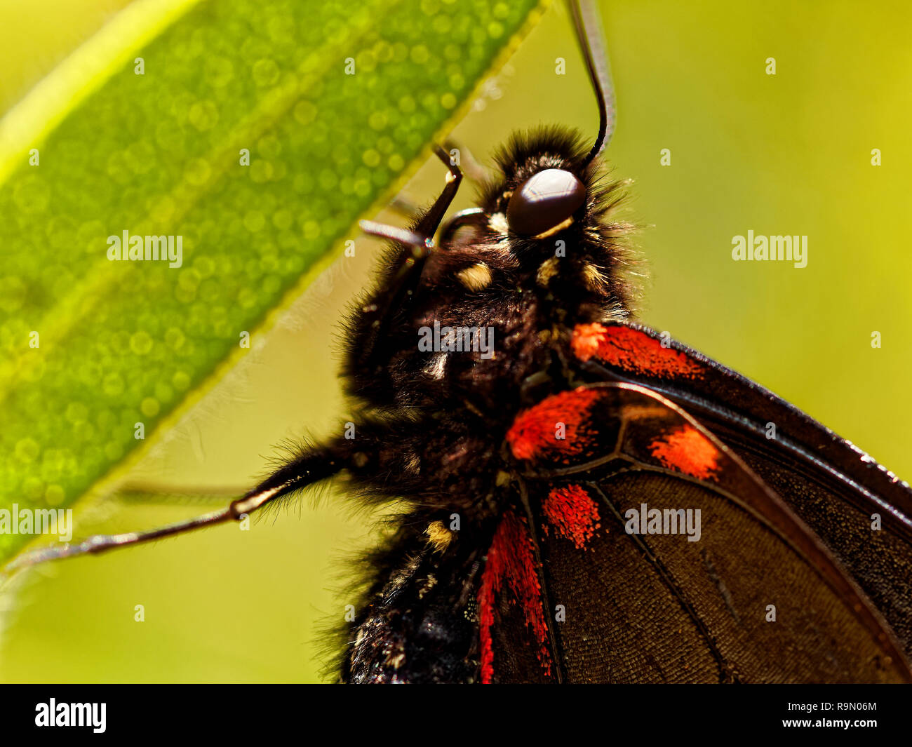 Magnificent swallowtail hi-res stock photography and images - Alamy