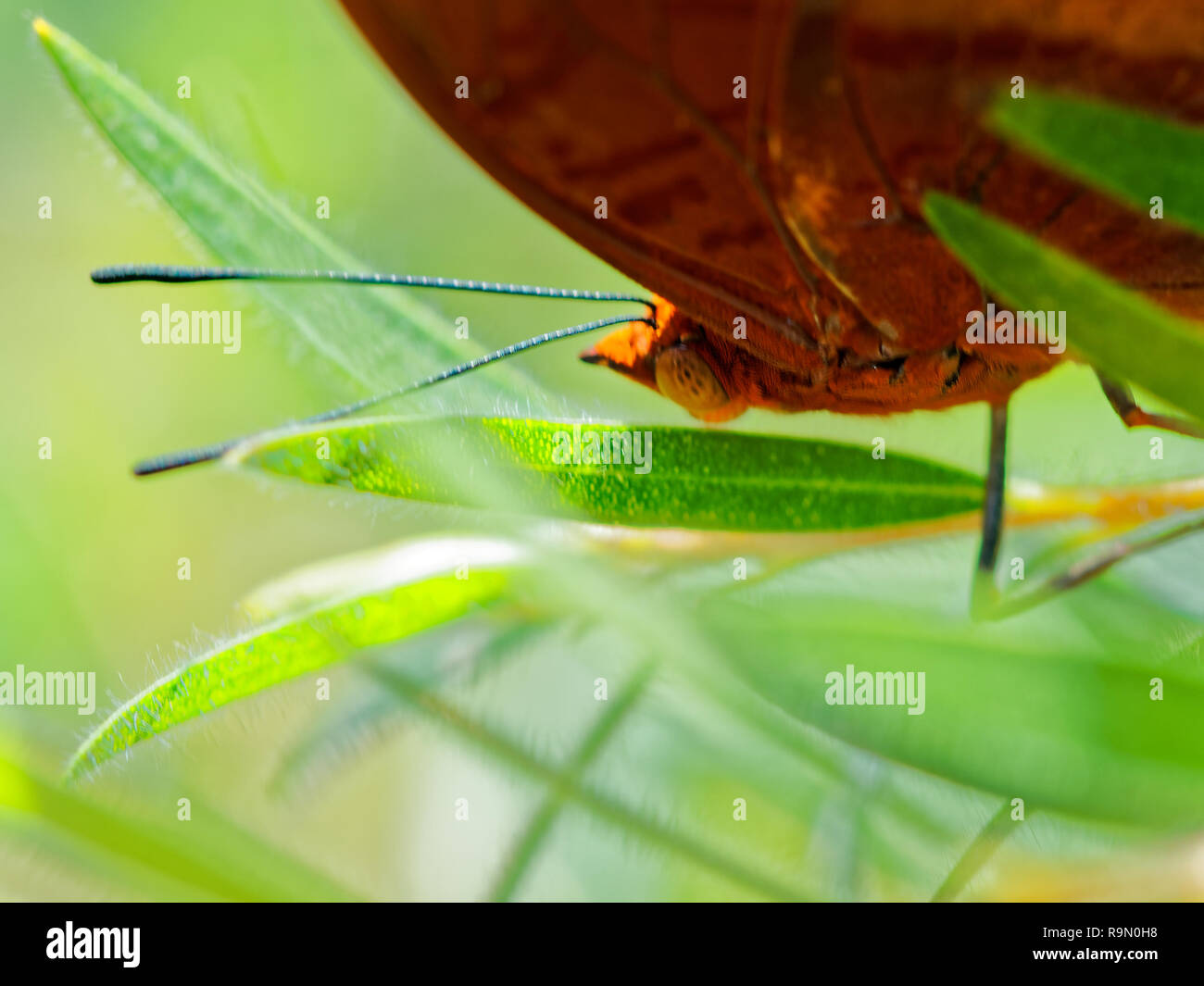 Butterfly macro entomology hi-res stock photography and images - Alamy