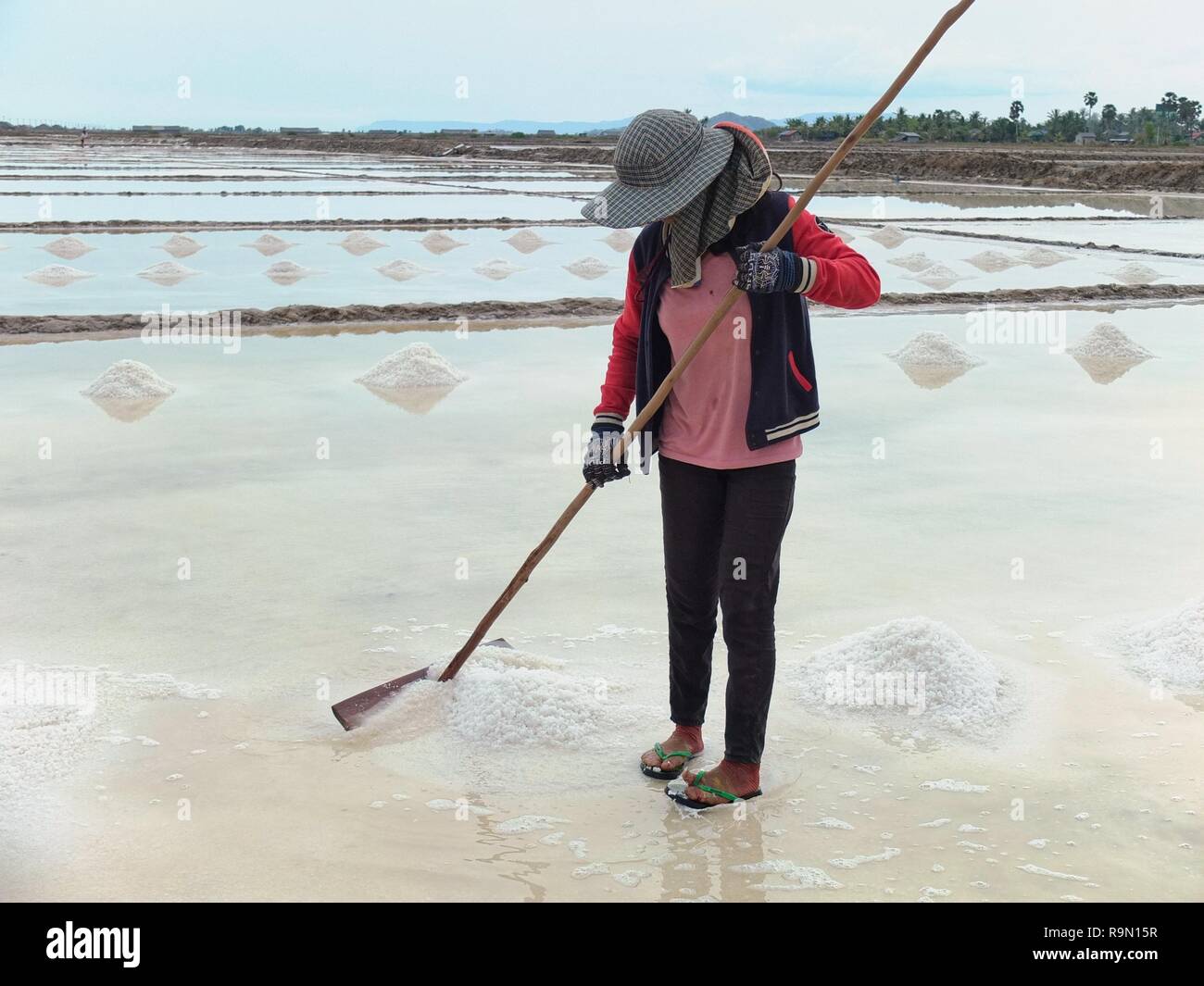 Harvesting salt at a salt field, Kampot Stock Photo - Alamy