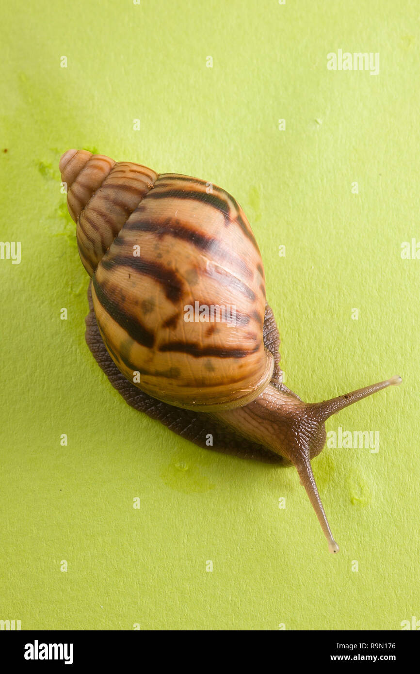 Green snail shell hi-res stock photography and images - Alamy