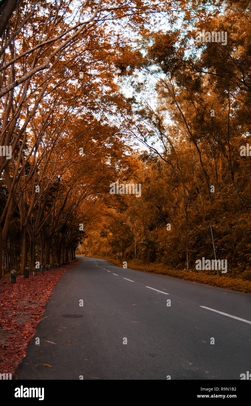Road beyond the trees at autumn scene Stock Photo - Alamy