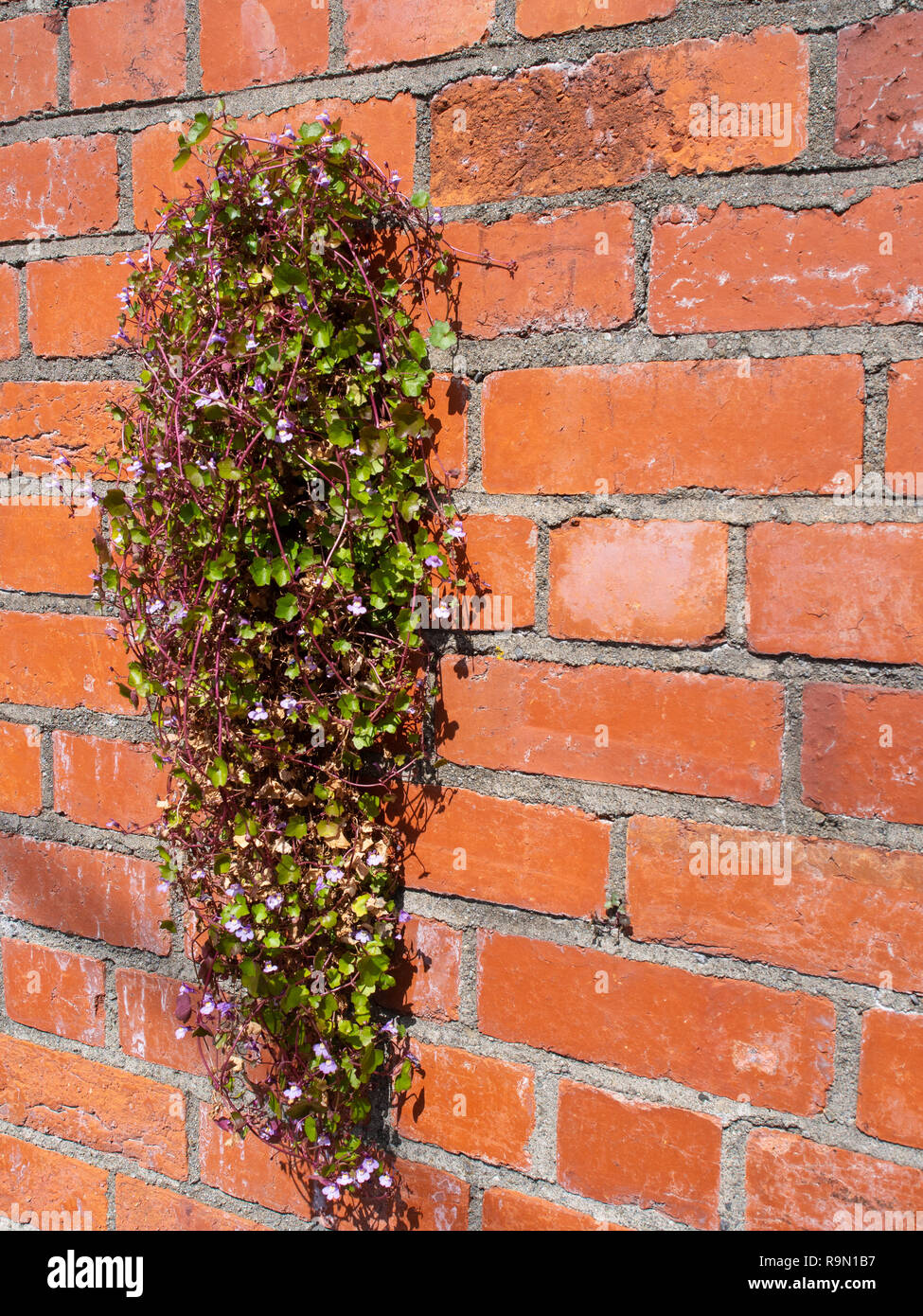 Weed plant hi-res stock photography and images - Alamy